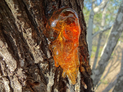 Woods Roamer: Mesquite Sap and other good things....