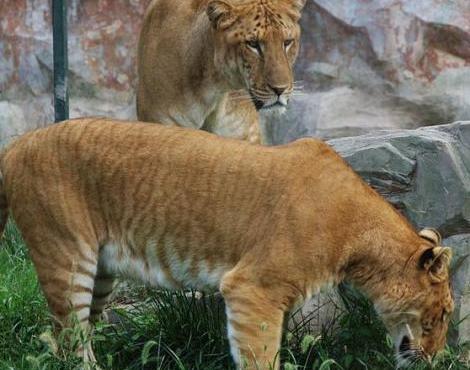 All About Wildlife: Liger (Panthera leo × Panthera tigris)