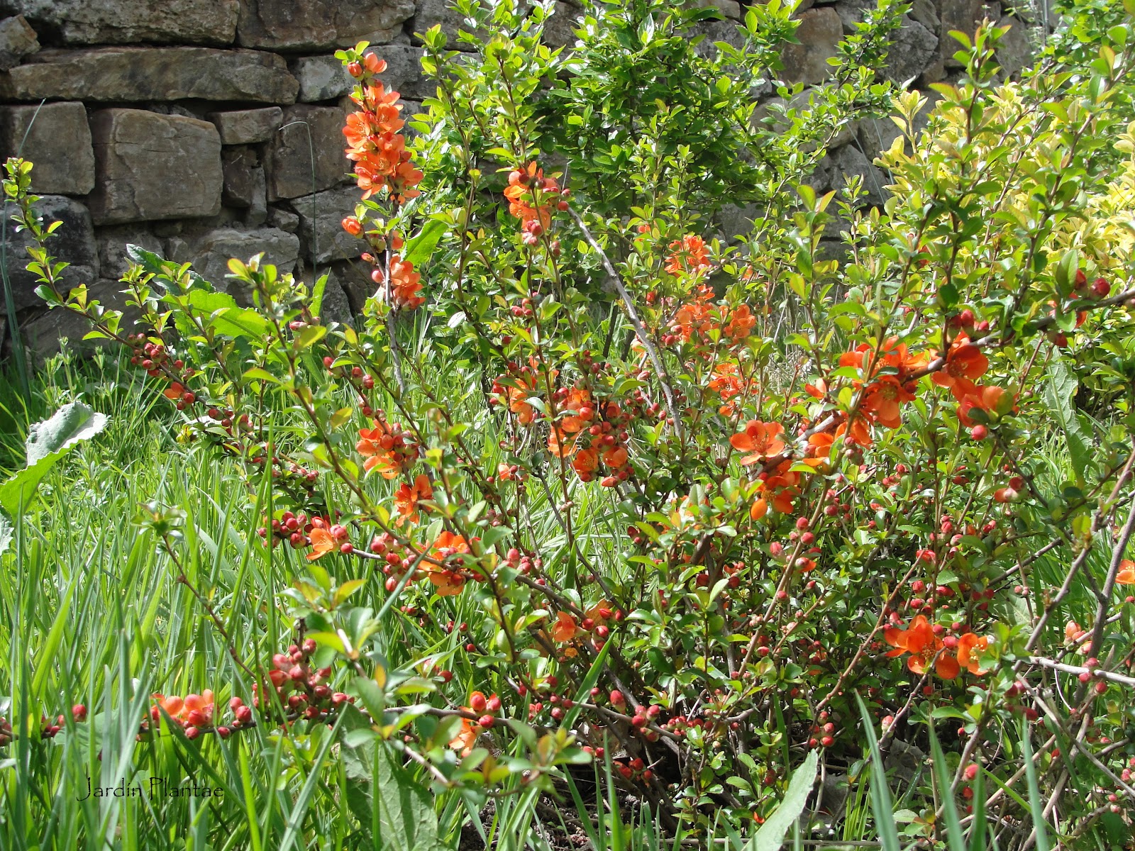 Jardinería Plantae: Membrillero japonés