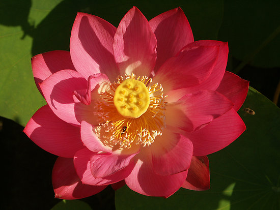 Red Lotus Flower - Flower HD Wallpapers, Images, PIctures, Tattoos and ...