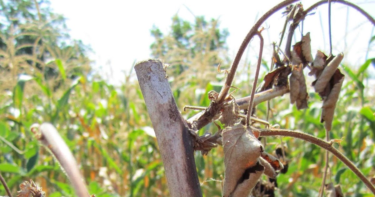 Team Rubus: Blackberry season 2018: looking forward to a great harvest ...