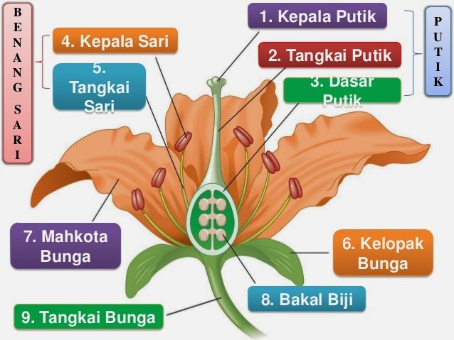 Putik, Bakal buah dan Tembuni.