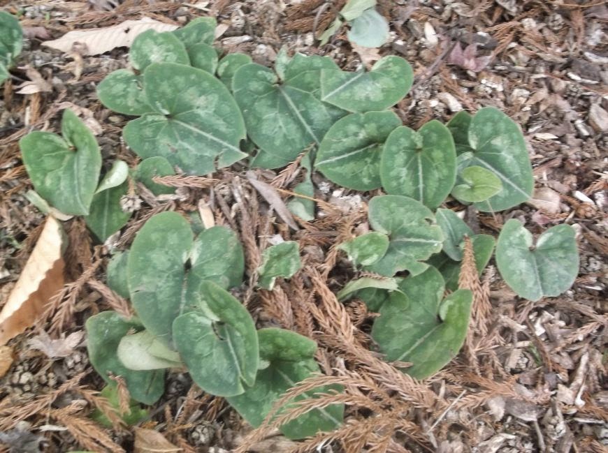 Future Plants by Randy Stewart: Asarum - Wild Gingers