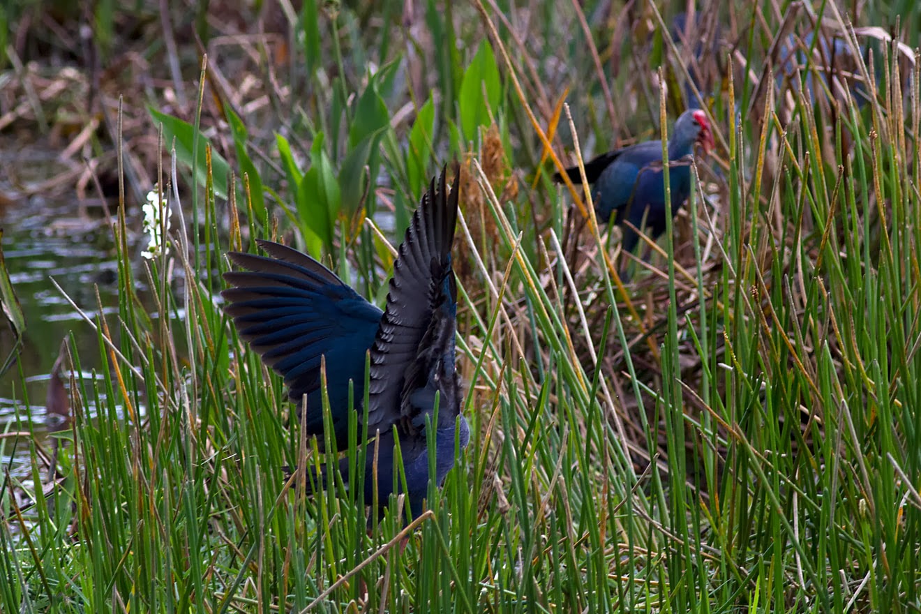 Ann Brokelman Photography: Purple Swamp Hens in Green Cay, Florida 2014