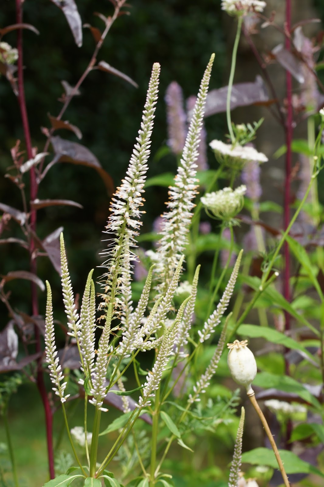 Fra frø til blomst: Nye hvide stauder