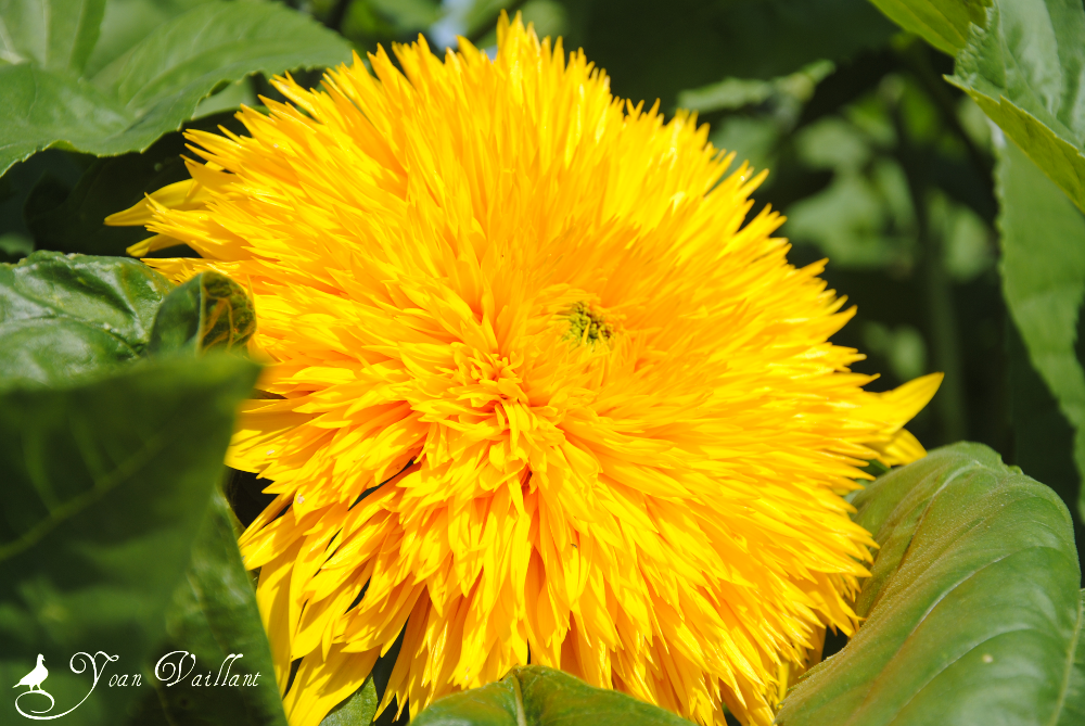 Feeling good in a picture ...: Jolie petite fleur Jaune