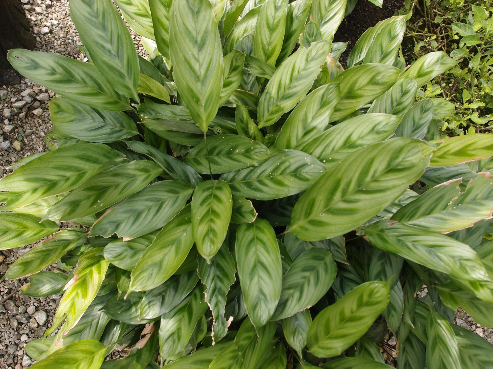 LI NA HERBS: LEREK KECIL (PHRYNIUM PUBINERVE BLUME)