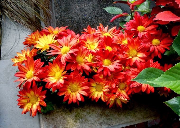 My Virtual Garden 2: Mum Day