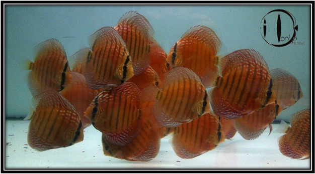 PONFEDISCUS: L.CRÍA TRR & ISR