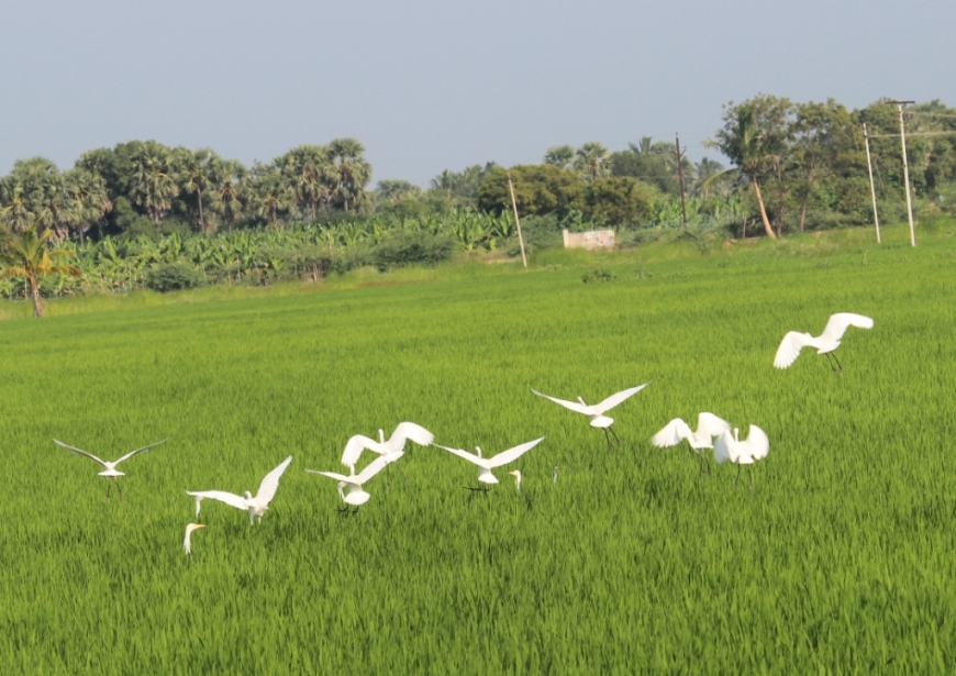Birding at Puliyankudi! | My Travelogue - Indian Travel Blogger ...