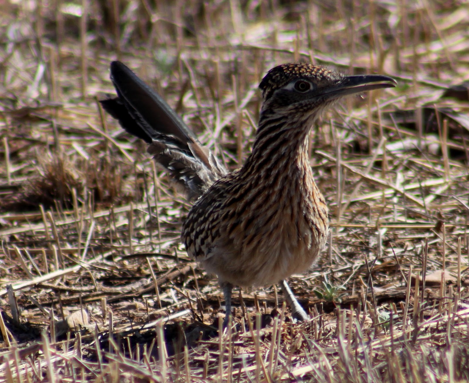 Still Life With Birder: Greater Roadrunner