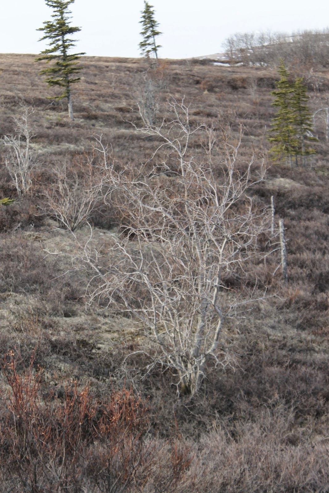 The Cunningham Family: The BEST and WORST of life in rural Alaska