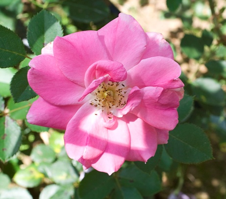 Madeira Rose Garden-English: Modern Garden Roses
