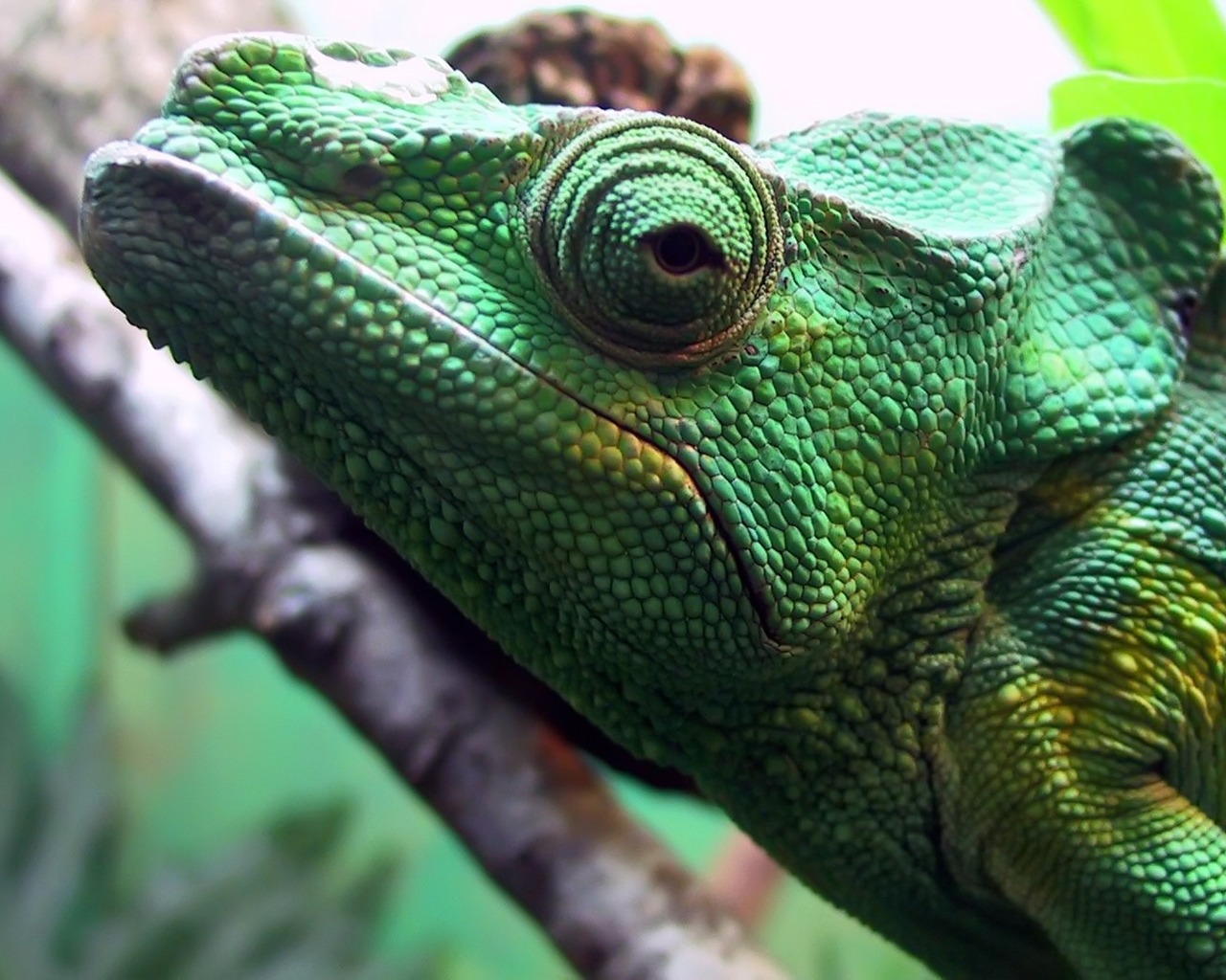 HD Kalitesinde Hayvan Resimleri - Hedza - Resimler | Hedza