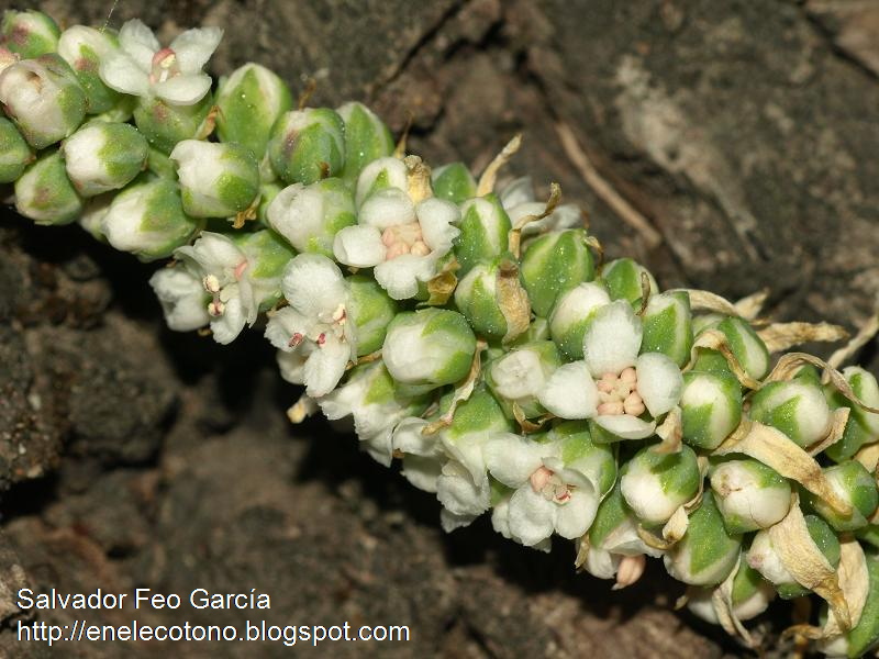 En el ecotono: El género Tamarix en España (3)