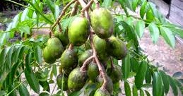 Rahasia dan Buah Kedondong | Suka Natura