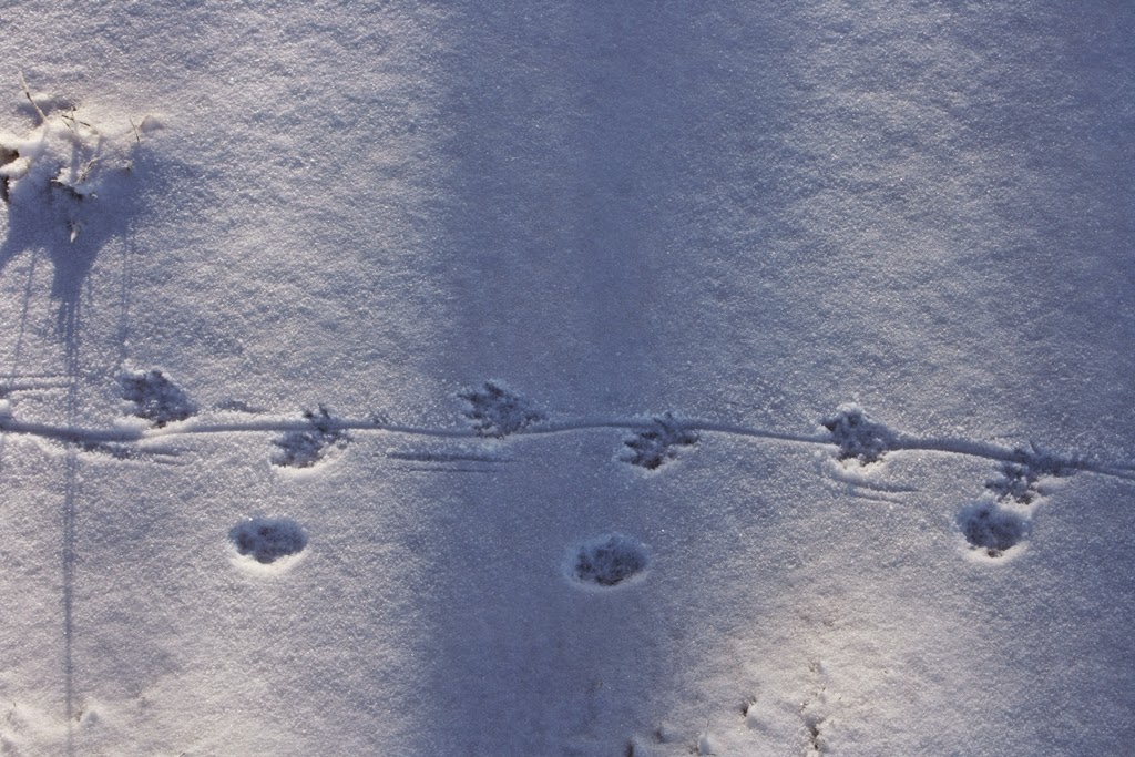 Field Notes ~ Cumberland County, Nova Scotia: Making Tracks