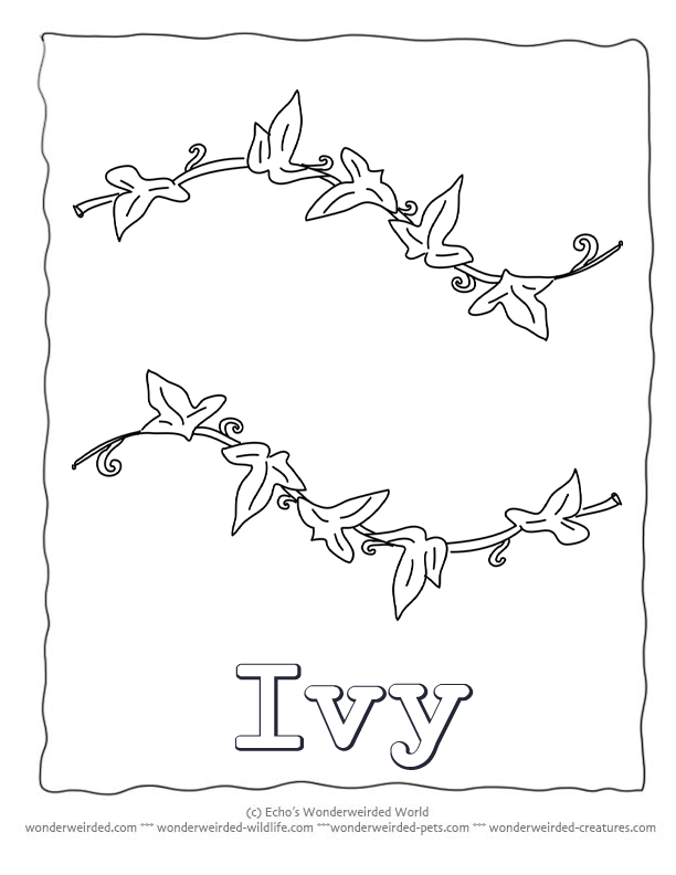 Kids Page: Leaf IvyOur Of Ivy Leaves Coloring Pages
