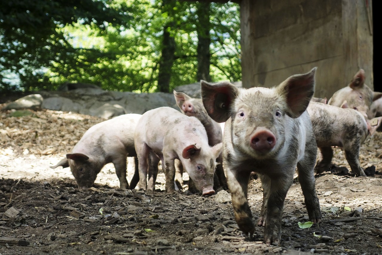 Contes d' Animals: EL PORC