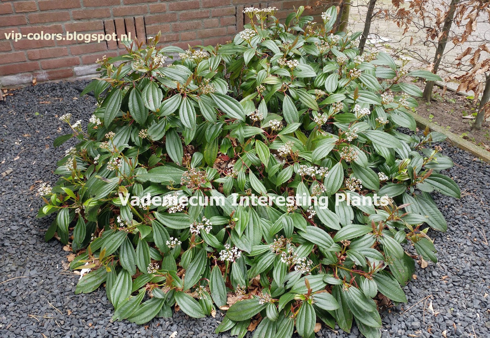Vademecum Interesting Plants: Viburnum davidii - Kalina Dawida Vademecum Interesting Plants: Viburnum davidii - Kalina Dawida