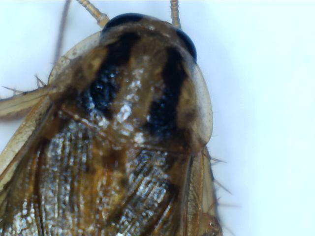 O MUNDO DOS INSETOS: BARATA PEQUENA AMPLIADA