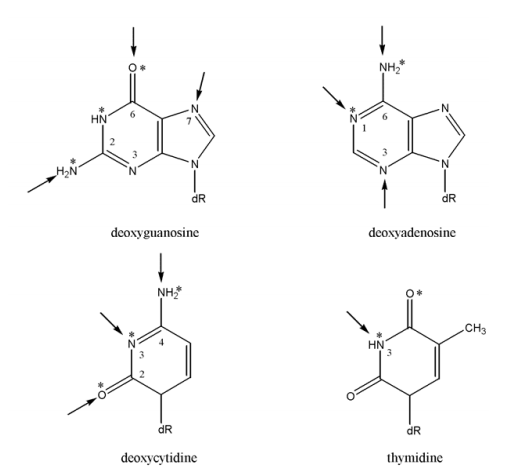 Cuma Nulis: BIOMARKER UNTUK STIRENA