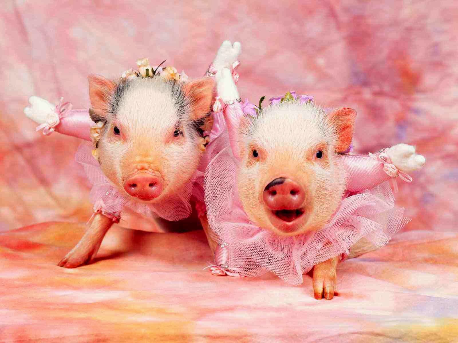 Kiss A Pig Contest: What in the World!?!?
