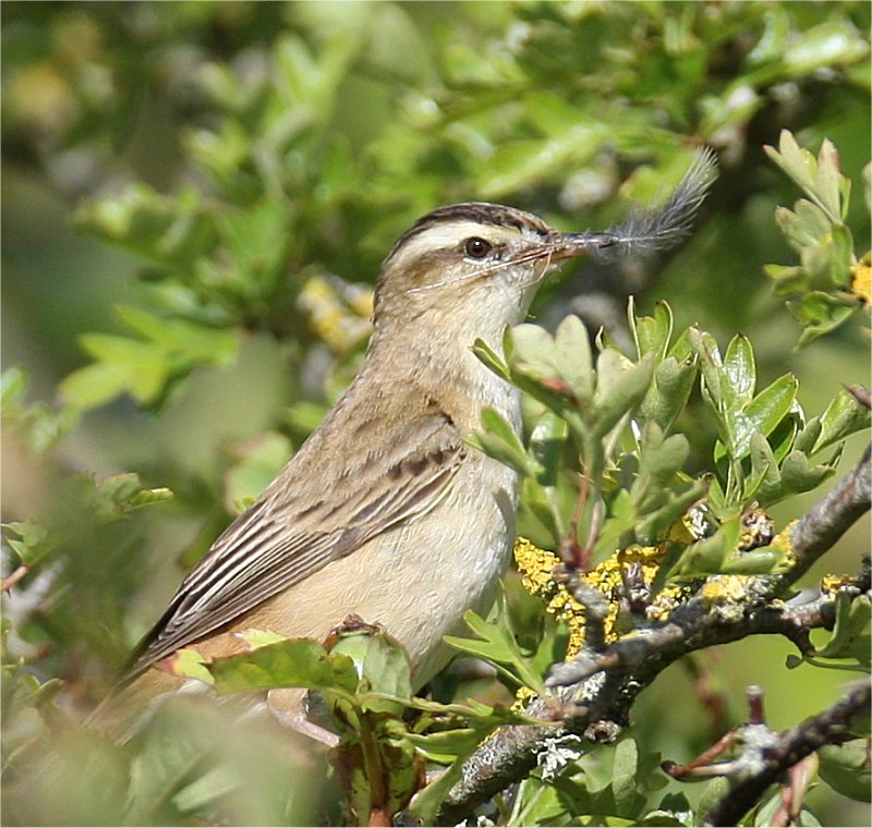 Murfs Wildlife : Sedge Warbler