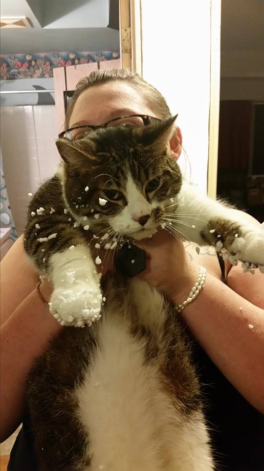 New cat memes compilation 2018