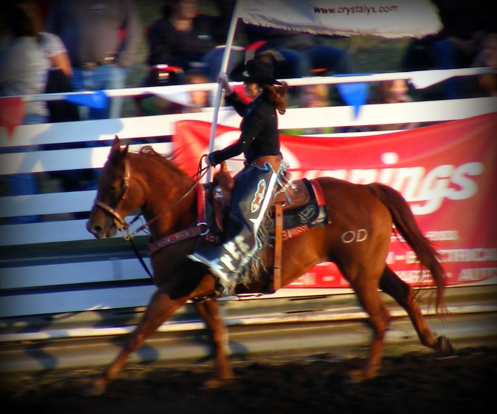 Melissa Lynn D Art: Rodeo!