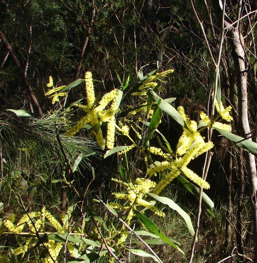 Snap Happy Birding: Another Aussie Icon; the Wattle