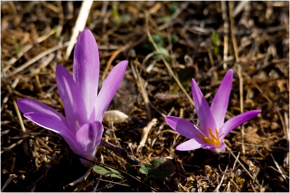 Naturaleza y Etnografía: Roba meriendas (Colchicum sp)