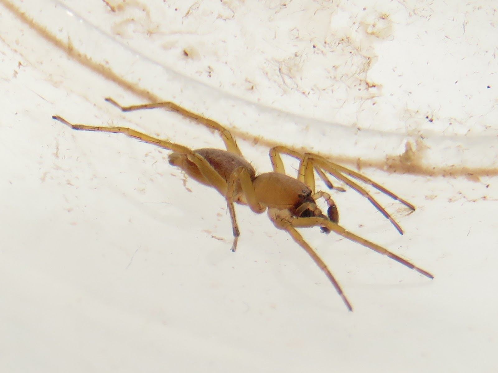 BugBlog: My conservatory spiders