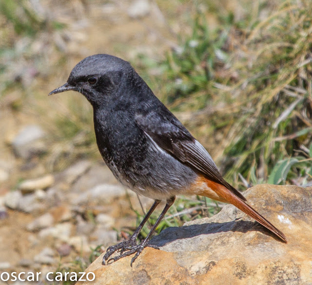 AVESANTURTZI: BUSCARLA Y COLIRROJO