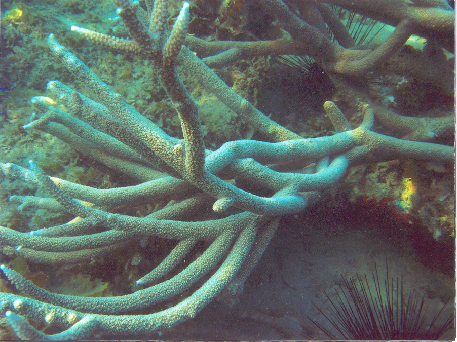 Jenis-Jenis Terumbu Karang: Acropora pulchra