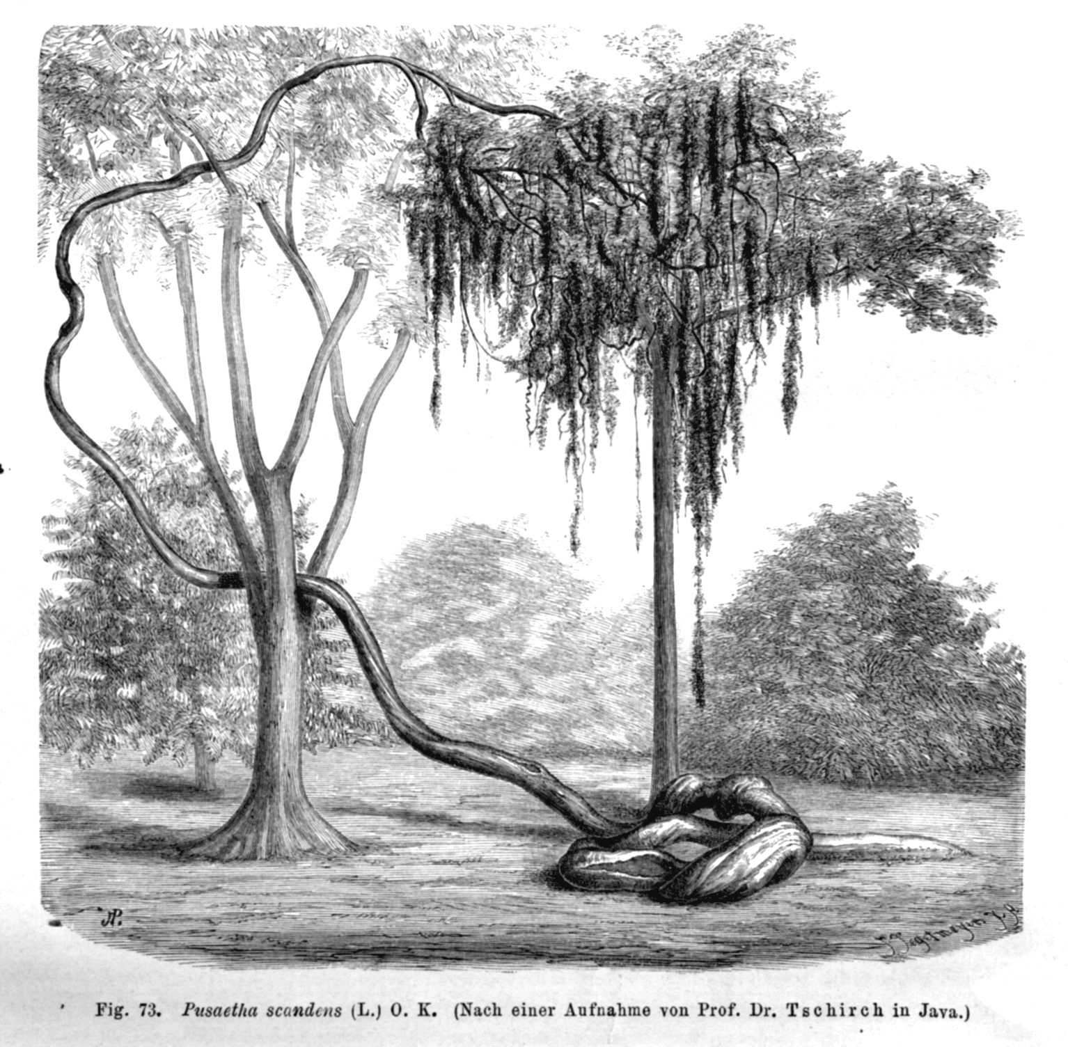 THE MONKEY LADDER - Entada gigas |The Garden of Eaden