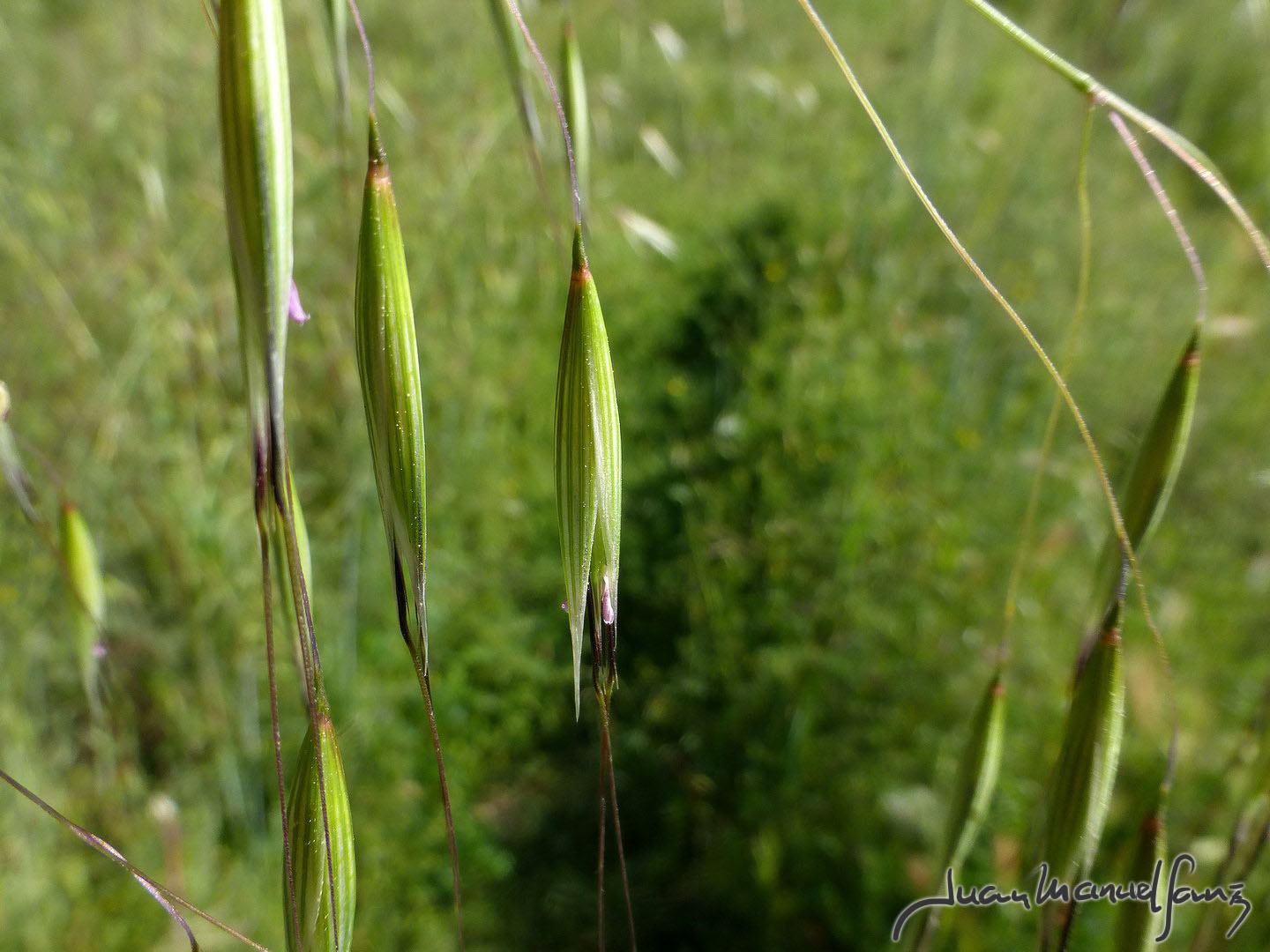 rocayflor: Flora del Somontano de Barbastro. Gramineae