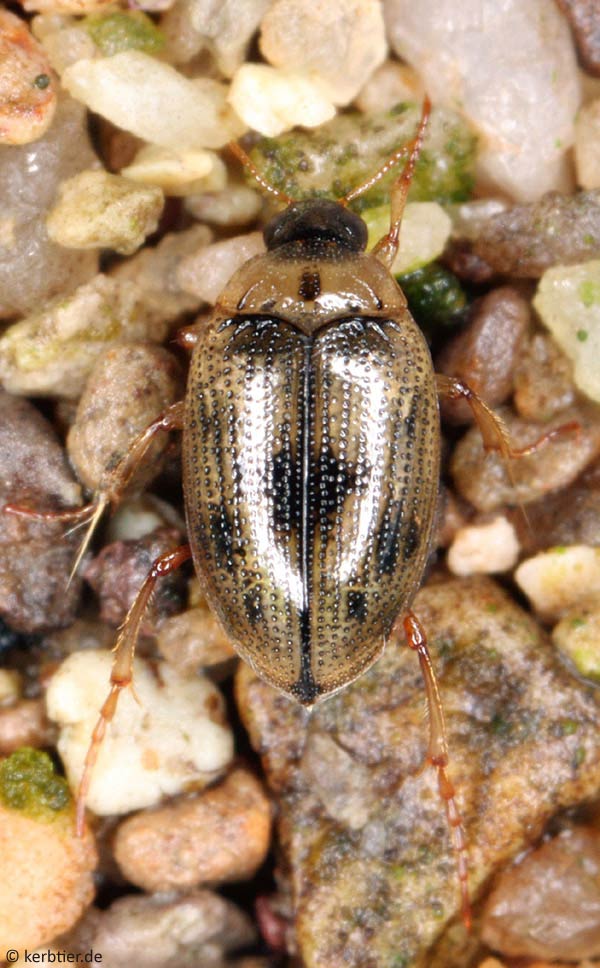 Variety of Life: Adephaga