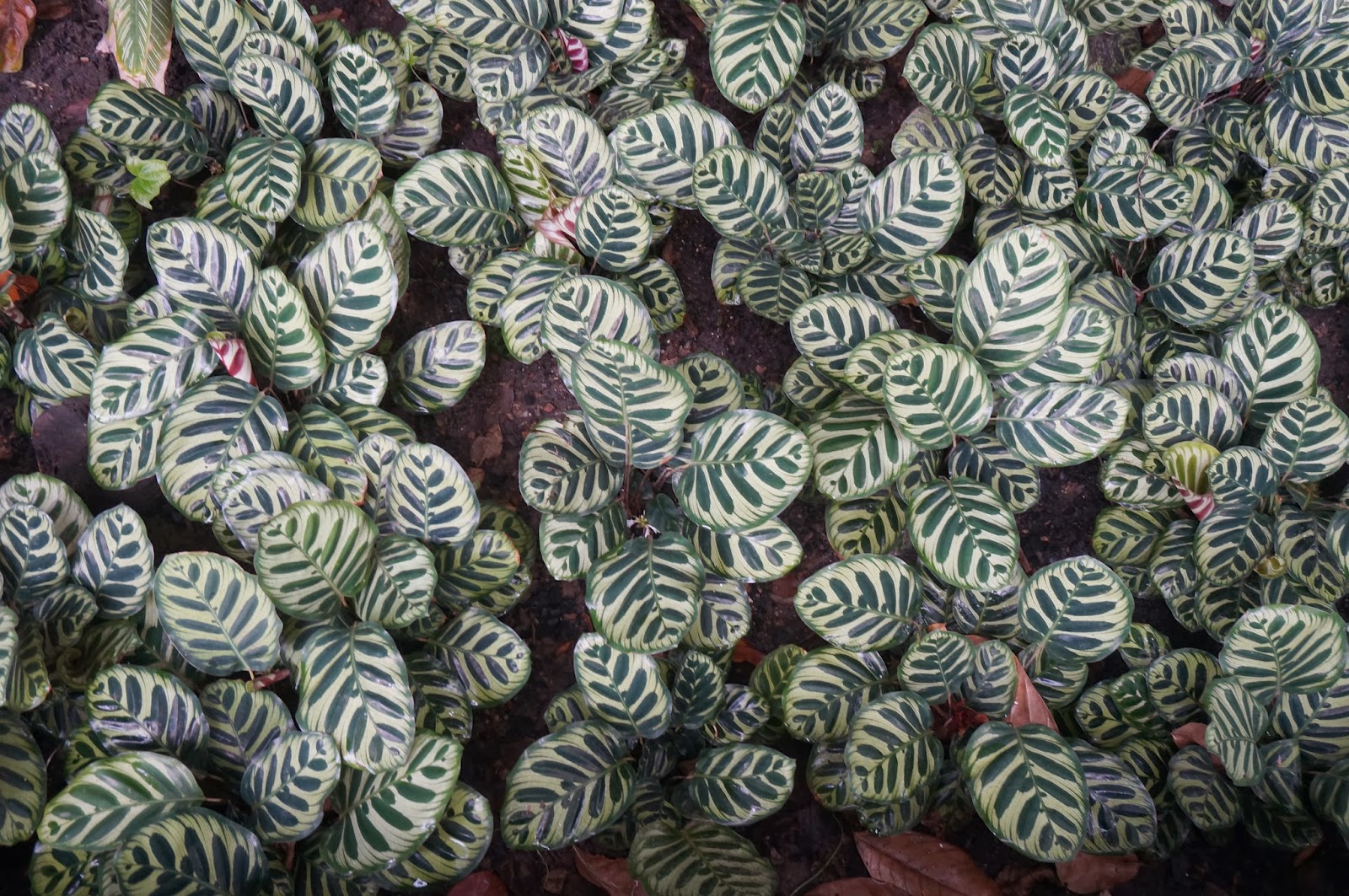 Jardim Botânico (Botanical Gardens) | Life With Marcella