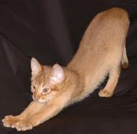 Encyclopedia of Cats Breed: Ruddy Abyssinian Cat | Tawny or Usual