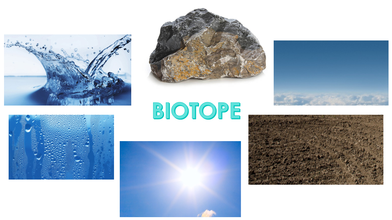 .: Unit 6 ECOSYSTEMS