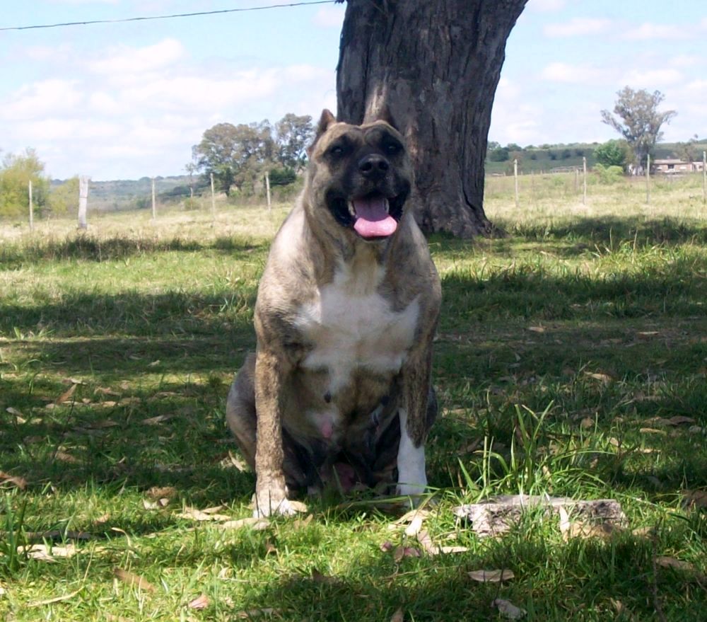 Cimarrones De Fierro