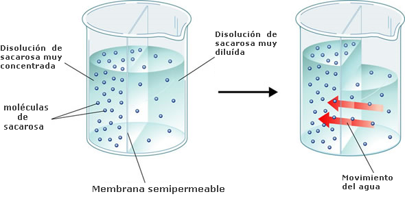 Biología Universal: Las Sales Minerales y la Presión Osmótica