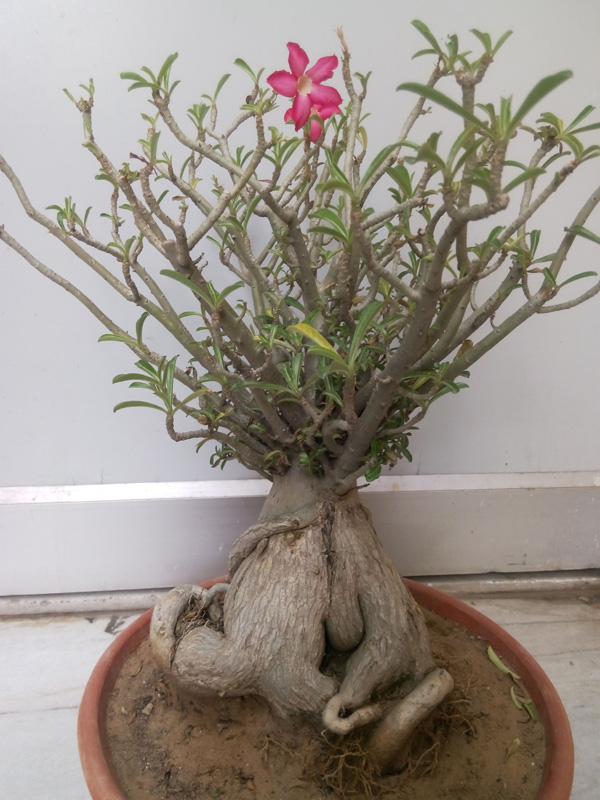Adenium Bonsai Obesum Desert Rose Bonsai Adenium Plant