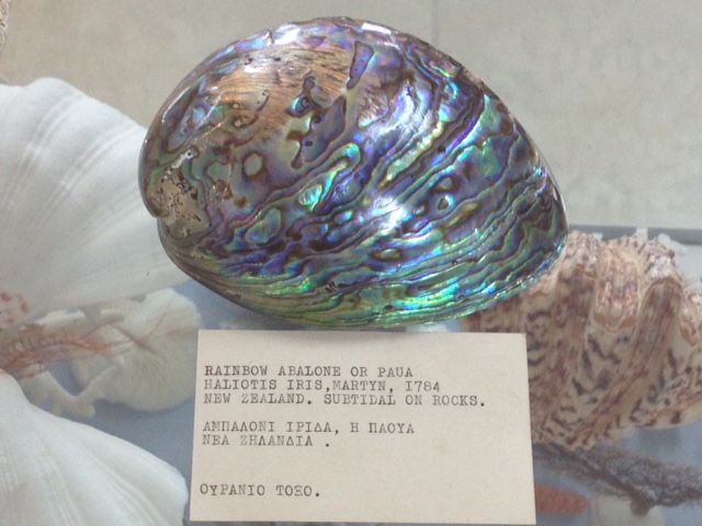 The Smarties Science Club: Sea Shell Museum, Corfu, Greece