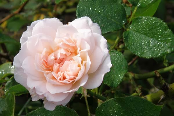 ~ Global Empower Media ~ Uniting Nations in Peace: The Mystery of the ...