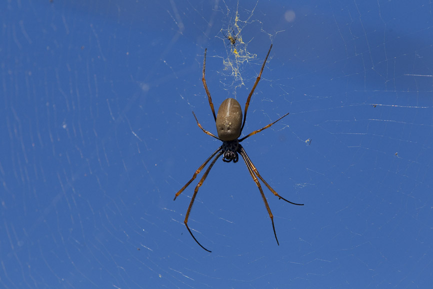 #WilsonTeam4Life: This Spider is a Golden Orb Weaver
