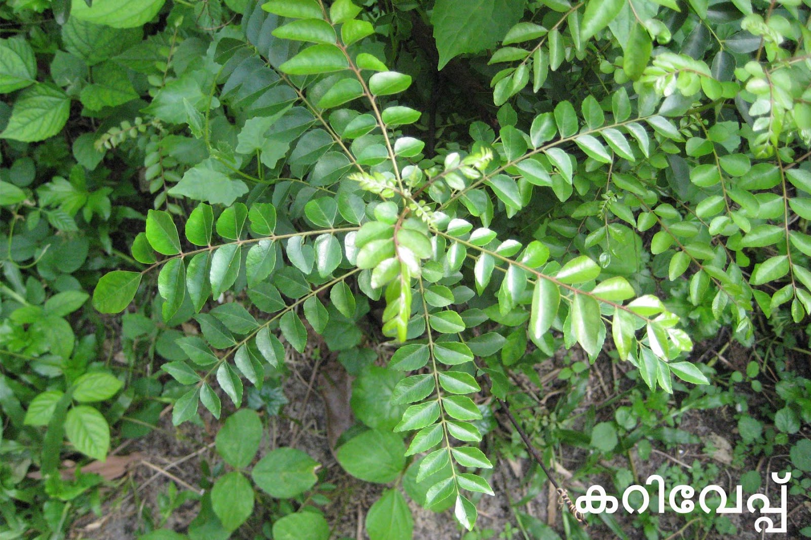 Ayurvedic Medicinal Plants in Kerala