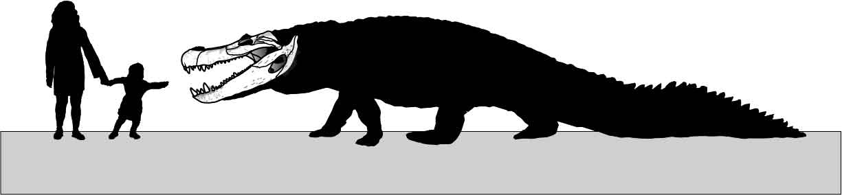 El pantano del Purussaurus (The Purussaurus Swamp): Acerca del caiman ...