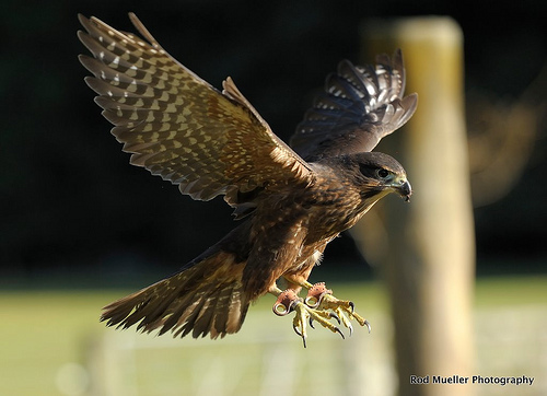 New Zealand Falcons: The New Zealand Falcon Or Karearea